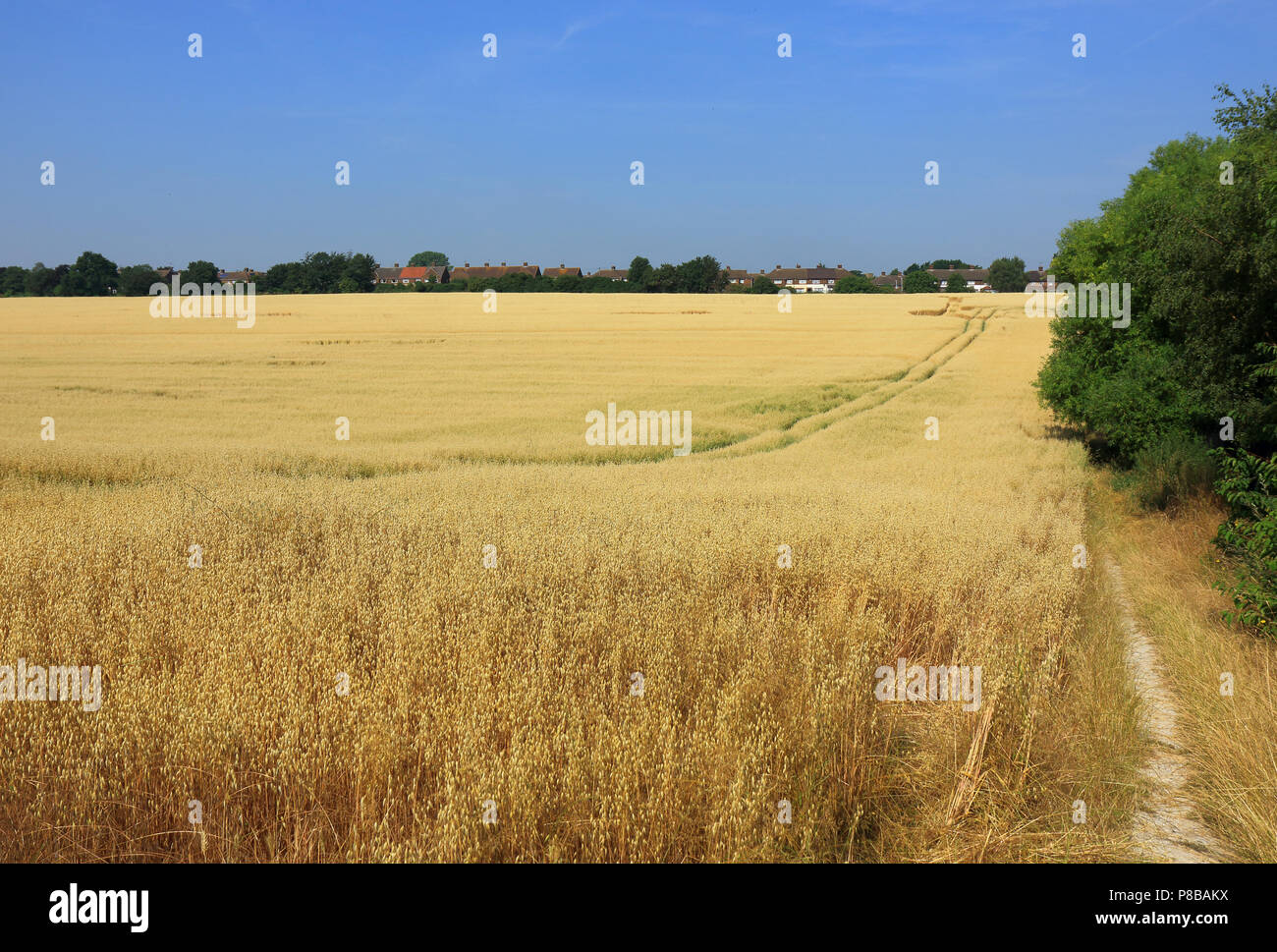 A landscape view of an Oat field Stock Photo - Alamy