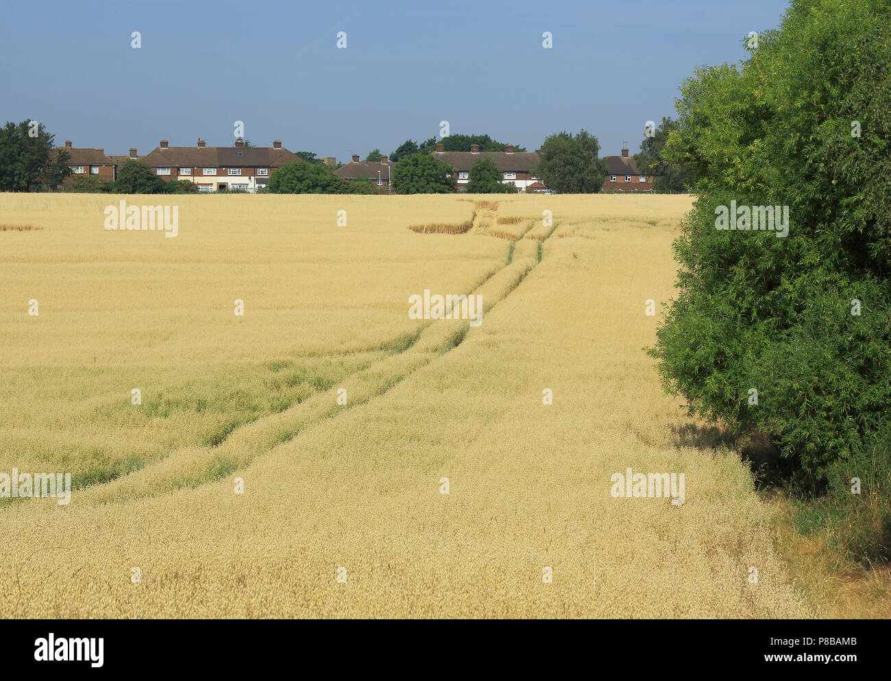 Common oats hi-res stock photography and images - Alamy