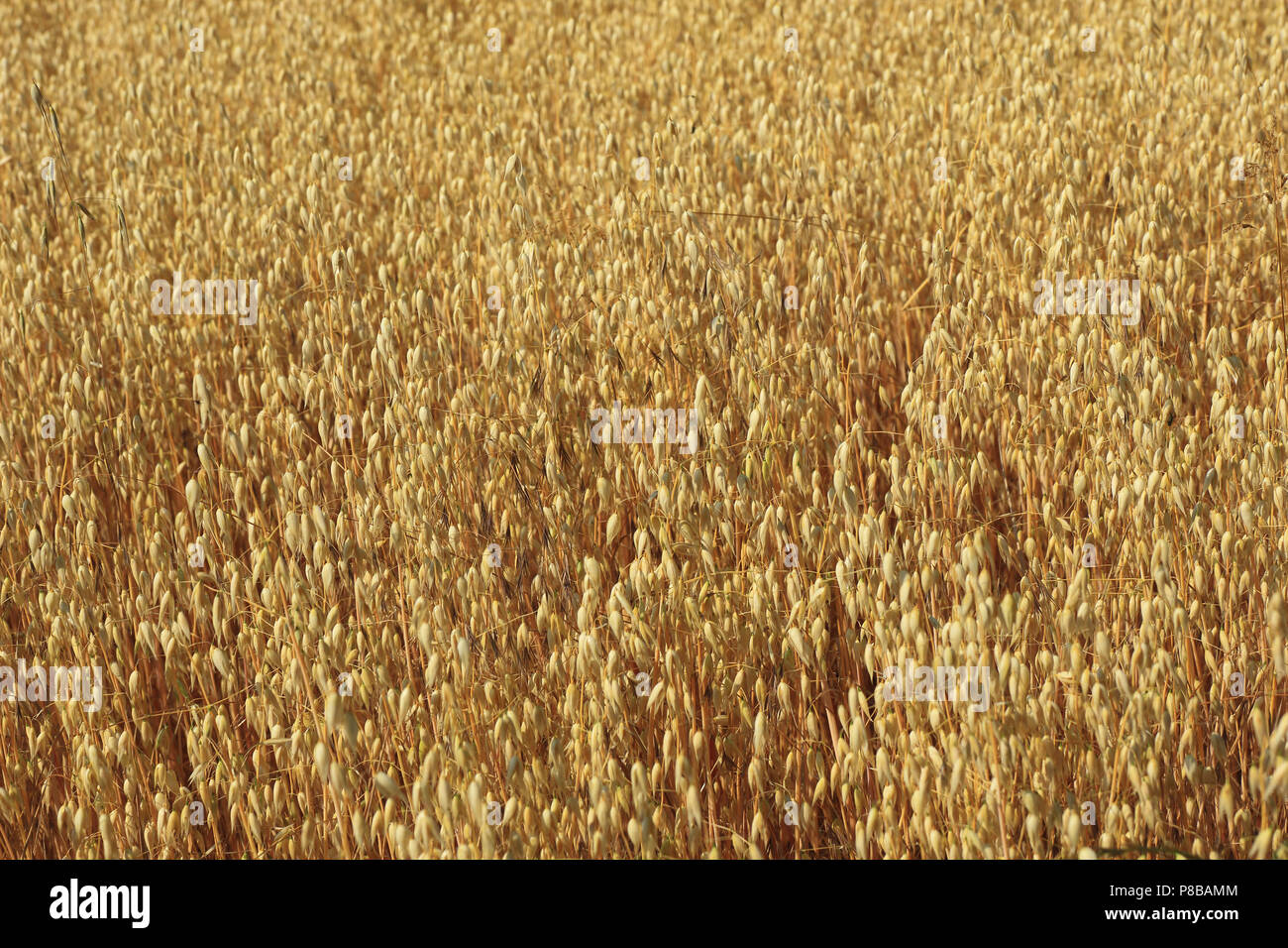 Close up view of Oat Crops in the fields Stock Photo - Alamy