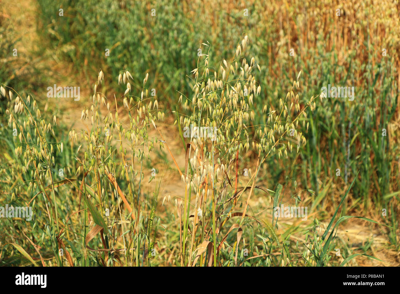Close up view of Oat Crops in the fields Stock Photo - Alamy