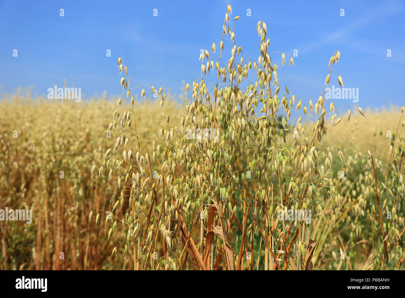 Close up view of Oat Crops in the fields Stock Photo - Alamy