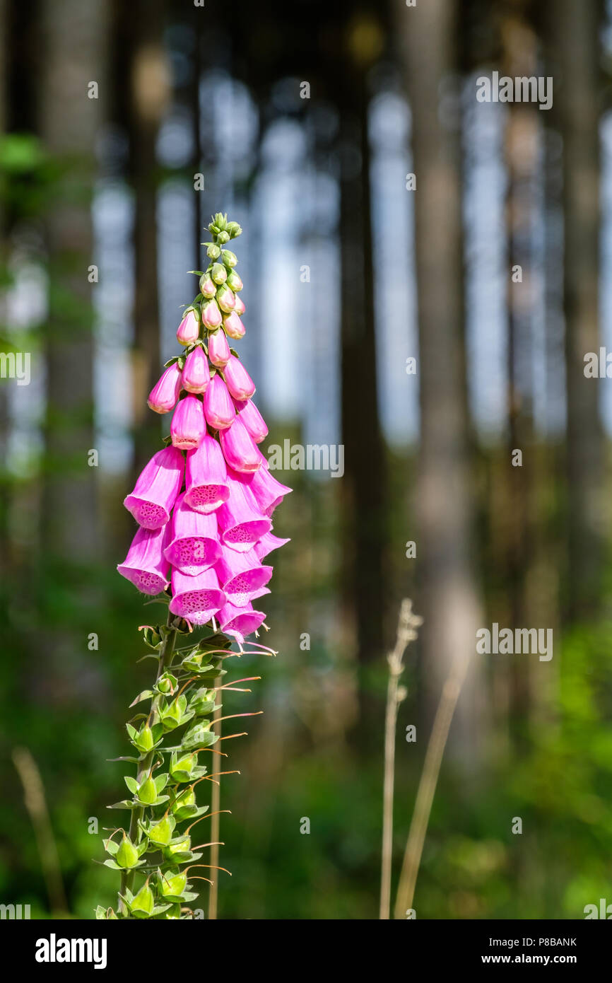 Giftiger Fingerhut High Resolution Stock Photography and Images - Alamy