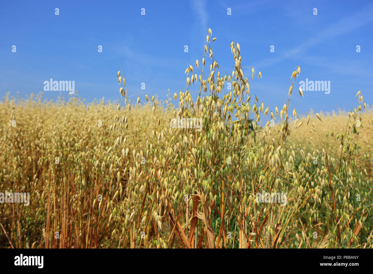 Close up view of Oat Crops in the fields Stock Photo - Alamy