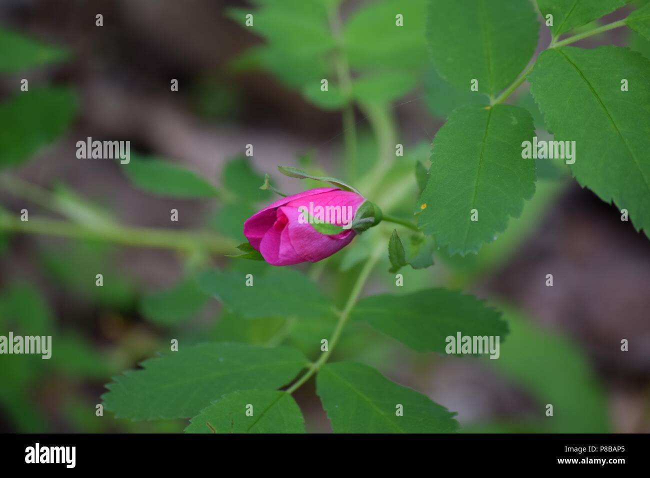 Prickly rose hi-res stock photography and images - Alamy