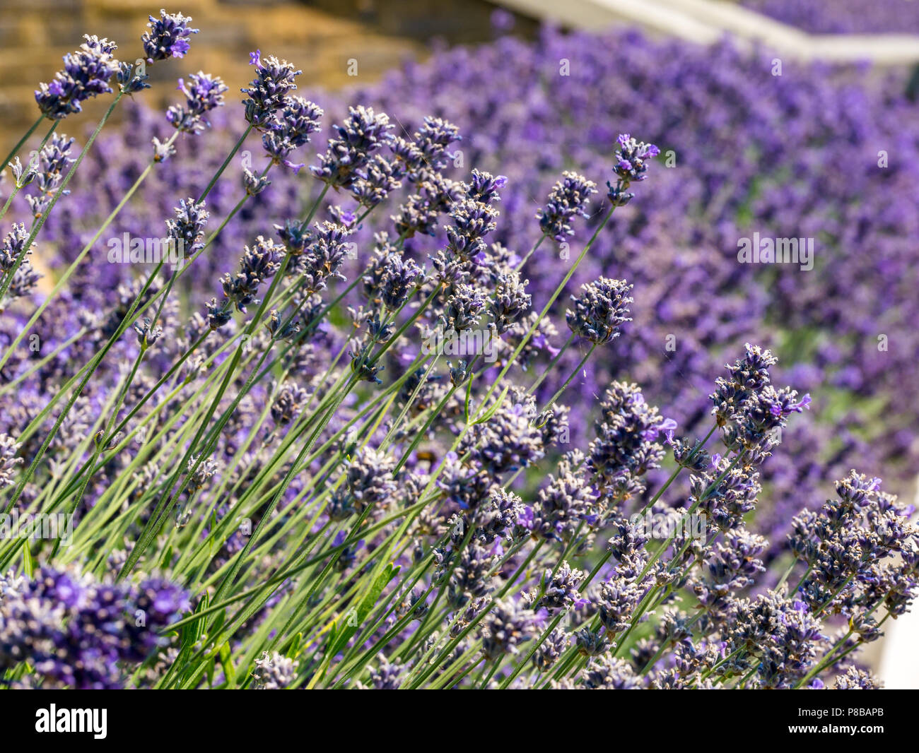 Purple flowers of lavender plant hi-res stock photography and images ...