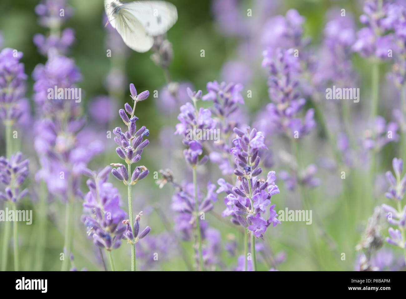 Lavender flowers at sunlight Stock Photo - Alamy
