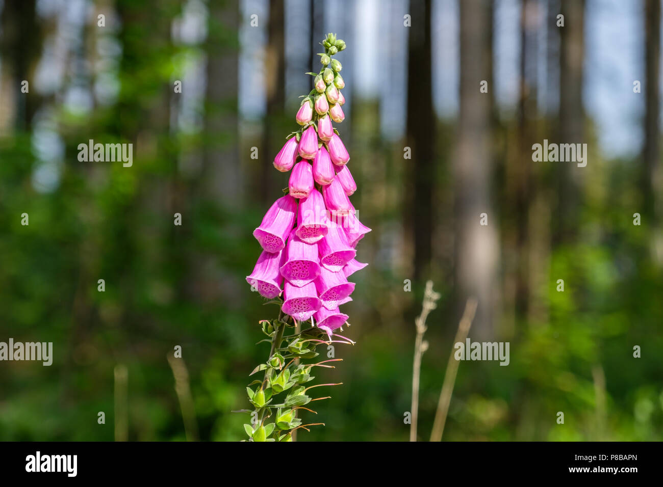 Giftiger Fingerhut High Resolution Stock Photography and Images - Alamy