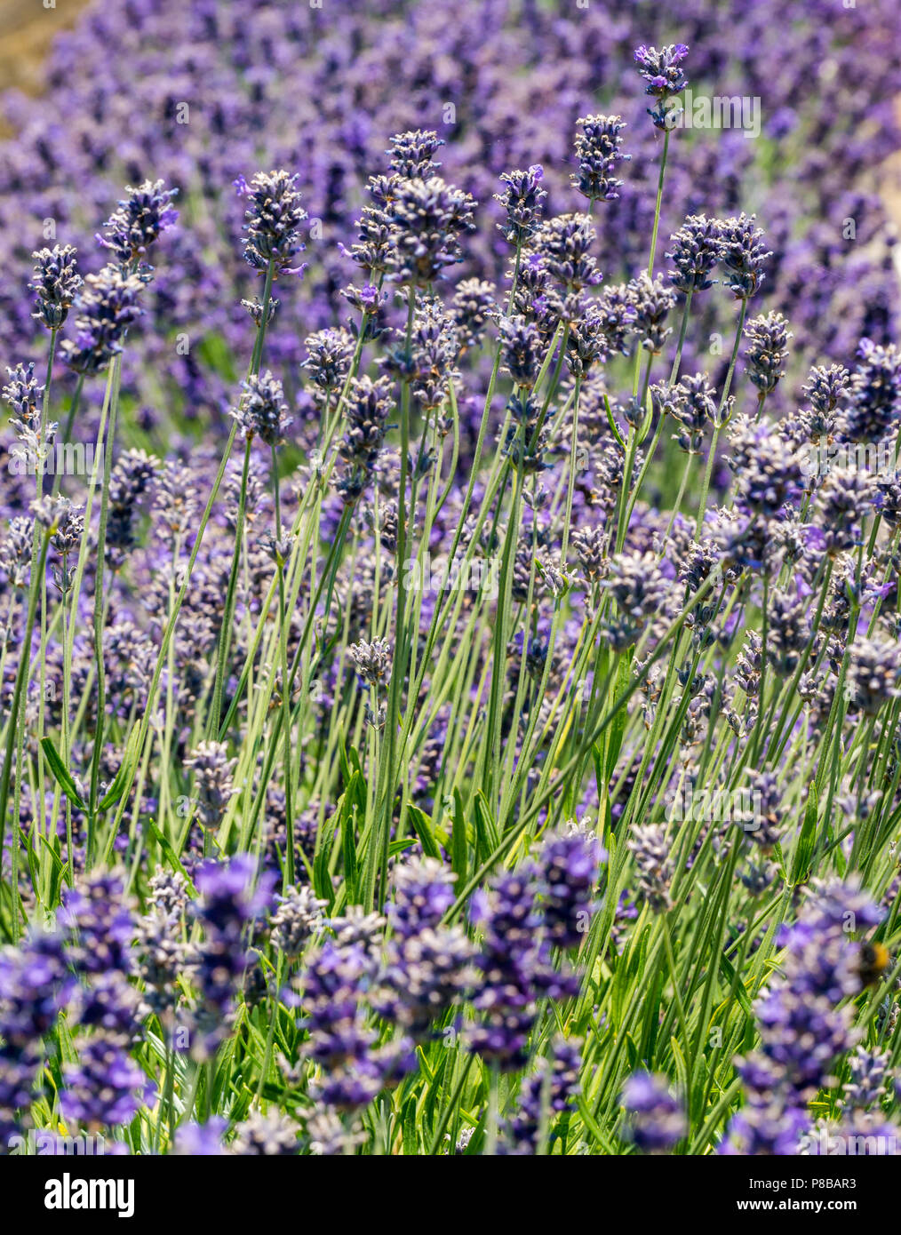 Pretty Purple Flower