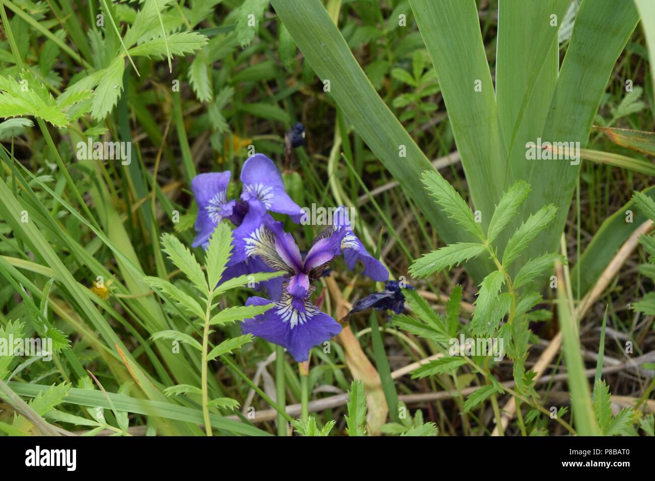 Iris setosa alaska hi-res stock photography and images - Alamy