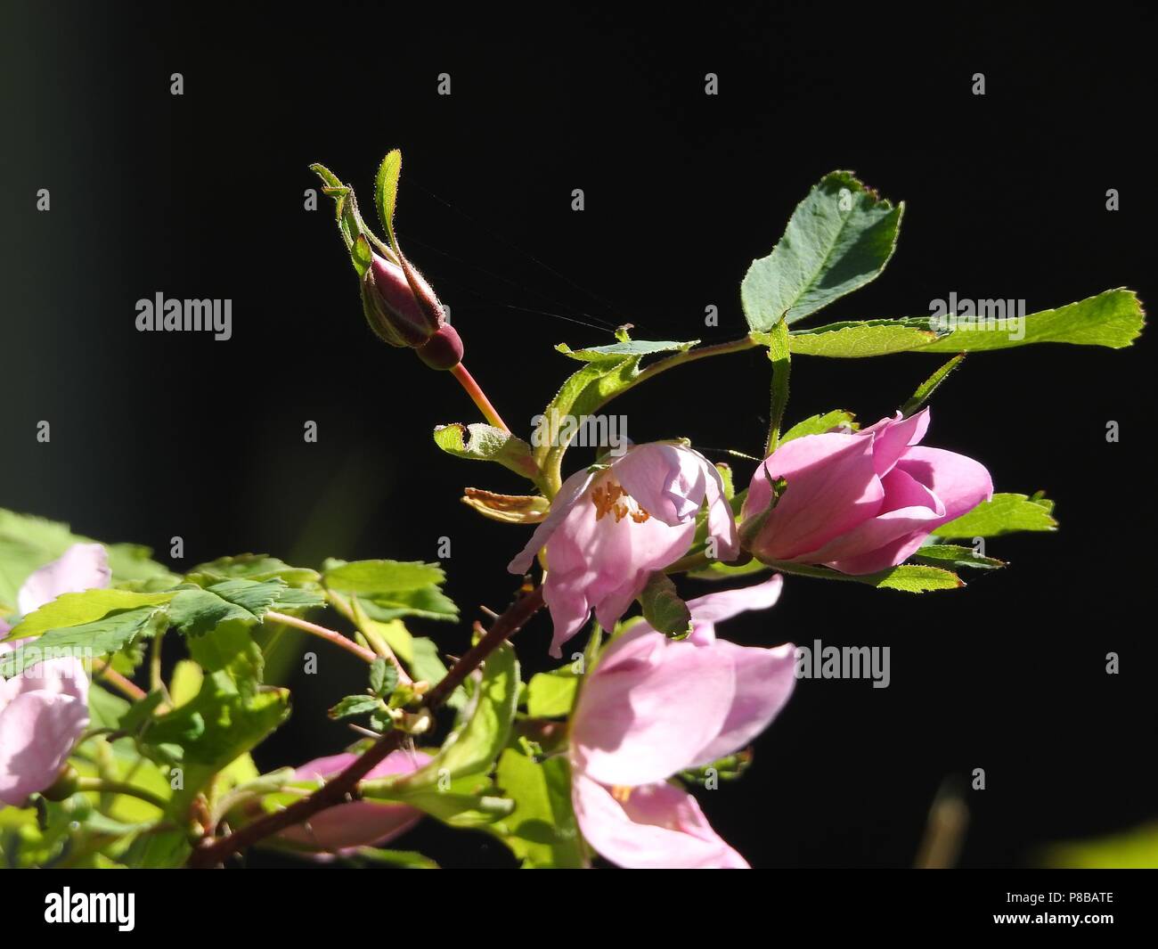 Prickly rose hi-res stock photography and images - Alamy