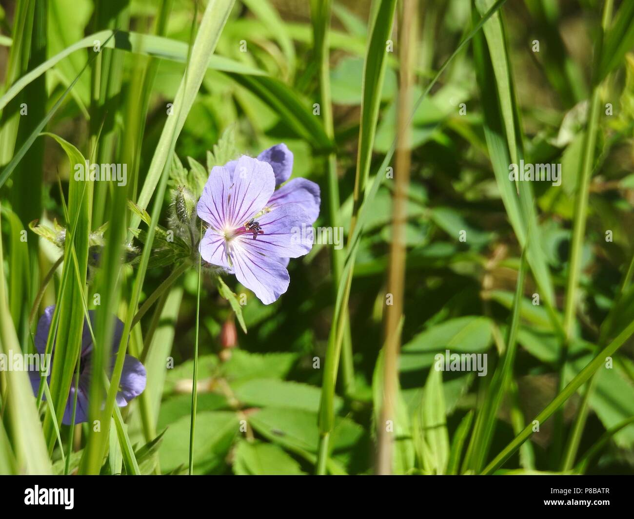 Wild Geranium ,Cranesbill Stock Photo - Alamy