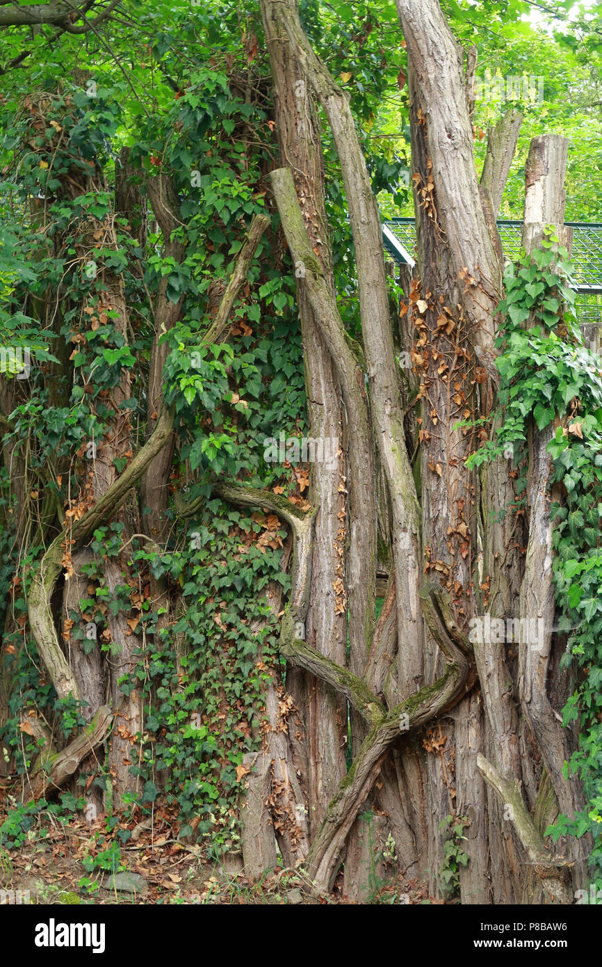 Twisted tree trunk hi-res stock photography and images - Alamy