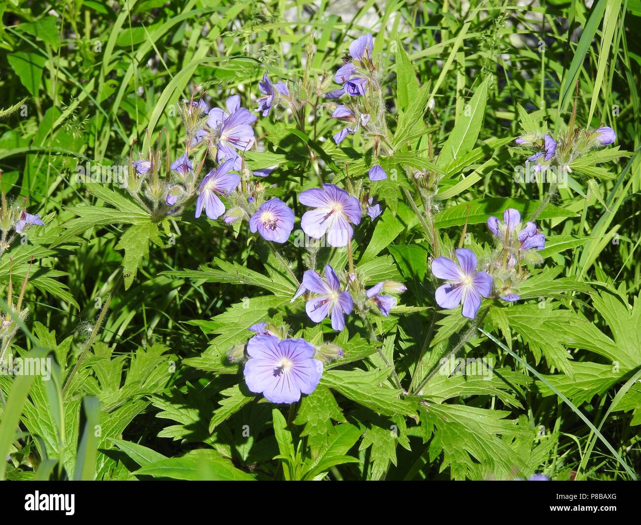 Wild Geranium ,Cranesbill Stock Photo - Alamy