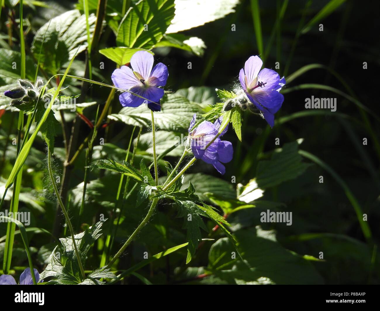 Wild Geranium ,Cranesbill Stock Photo - Alamy