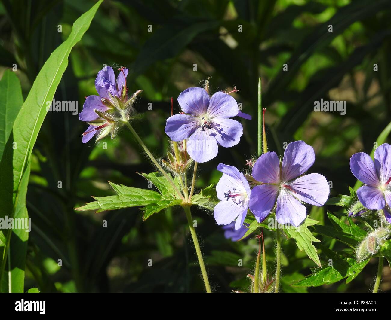 Geranium erianthum cranesbill hi-res stock photography and images - Alamy