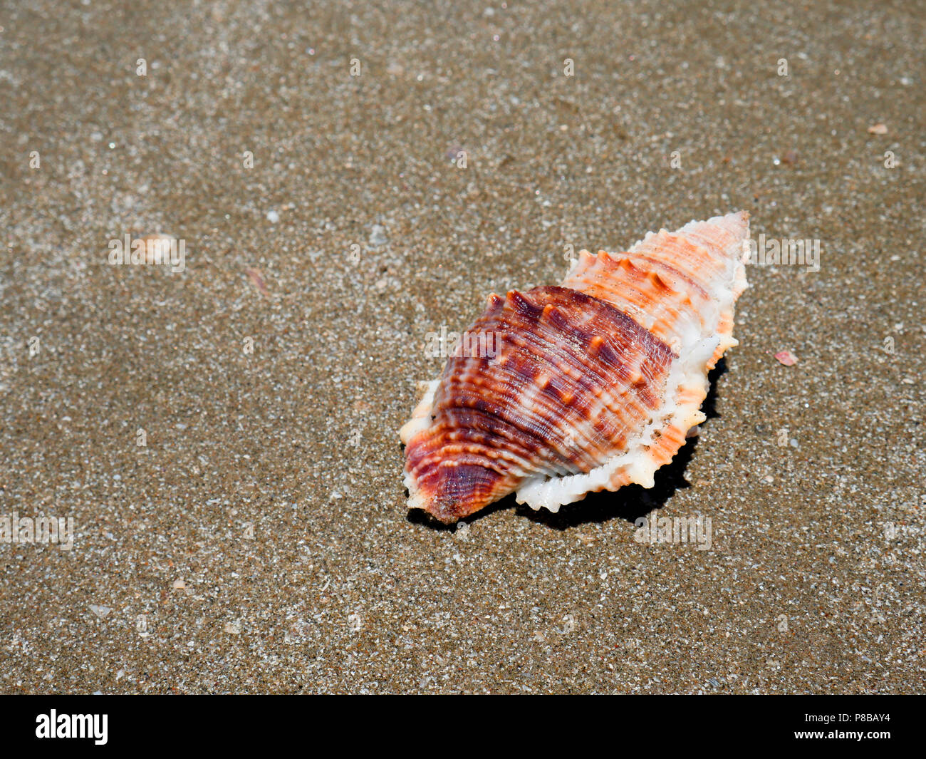 Underwater beach shells hi-res stock photography and images - Alamy