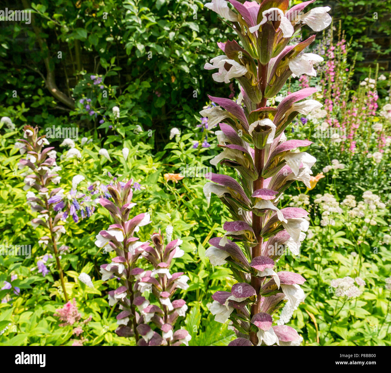 Acanthus mollis hi-res stock photography and images - Alamy
