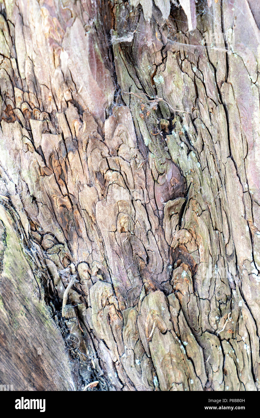 Yew tree bark hi-res stock photography and images - Alamy