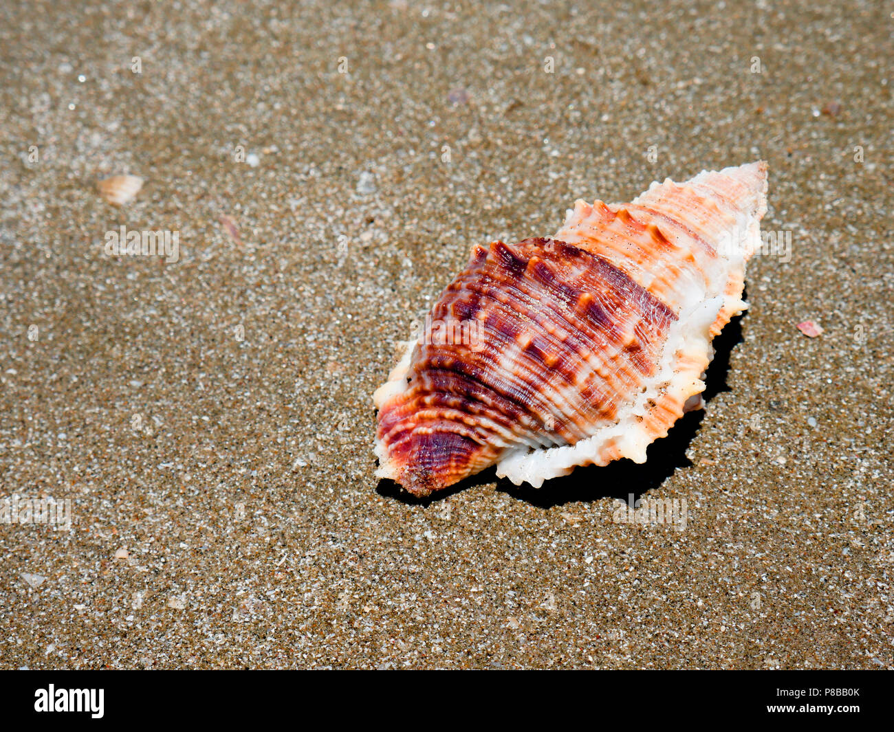 Shells on the sand on the beach Stock Photo - Alamy