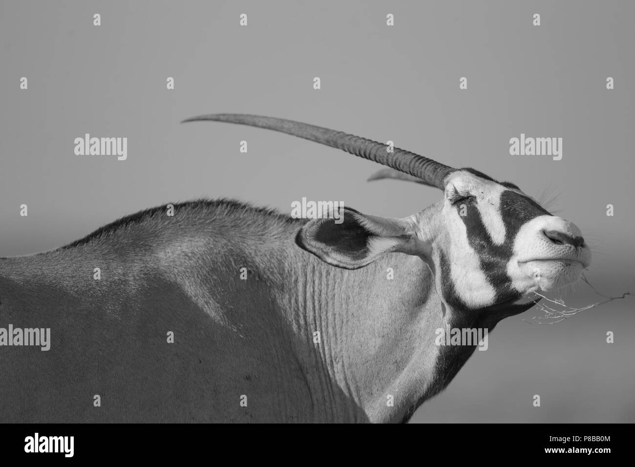 Kalahari antelope gemsbok namibia hi-res stock photography and images ...