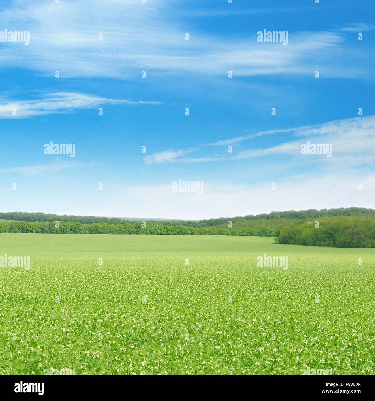 green field and blue sky with light clouds Stock Photo - Alamy