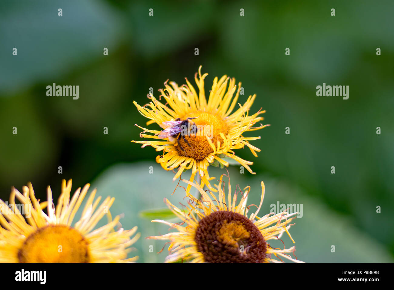 Sunflower insect hi-res stock photography and images - Alamy
