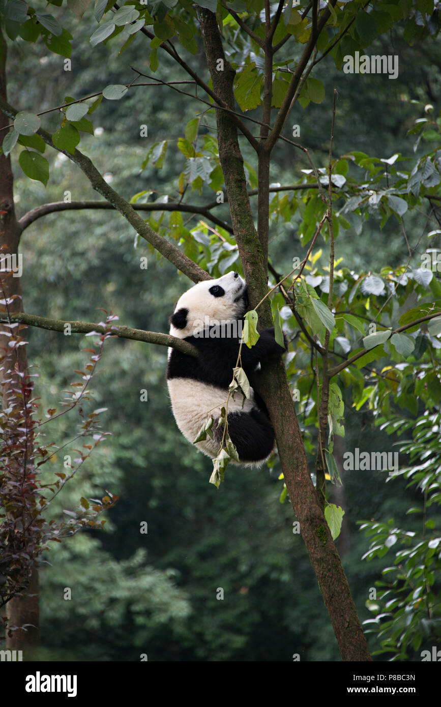 Giant Pandas climbing a tree at the Chengdu breeding centre, Chengdu ...