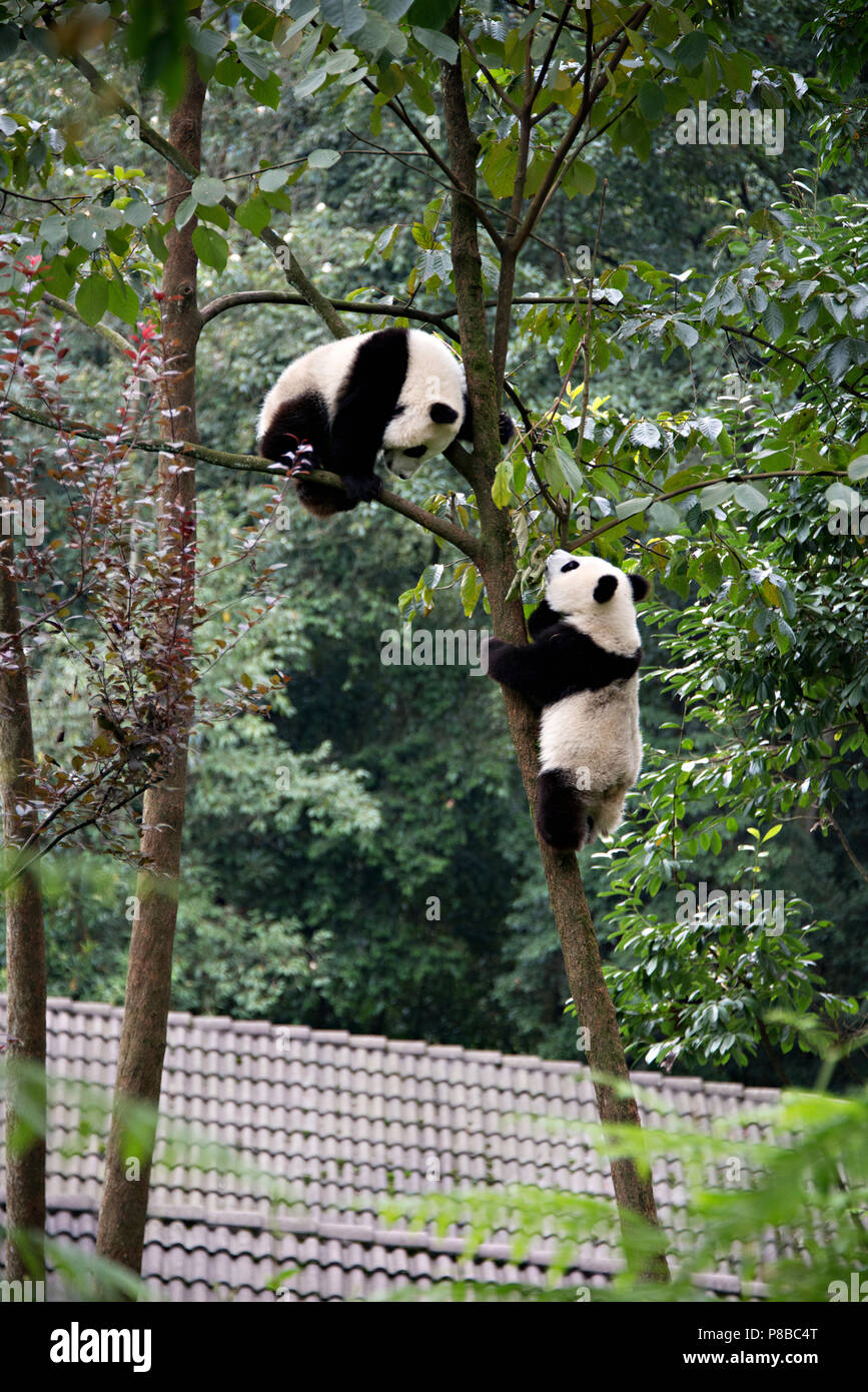 Giant Pandas climbing a tree at the Chengdu breeding centre, Chengdu ...