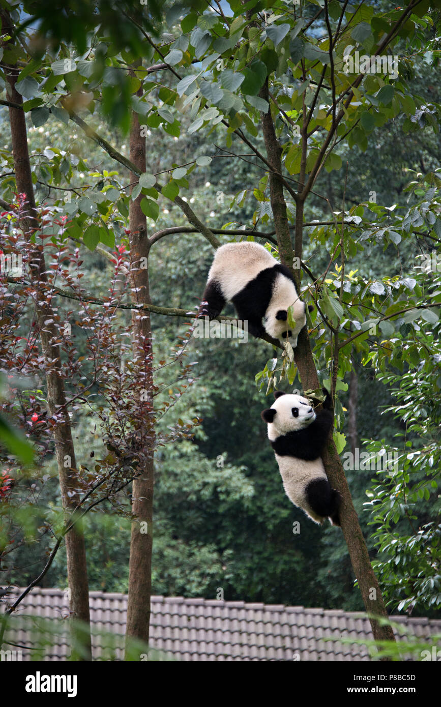 Giant pandas china climbing hi-res stock photography and images - Alamy