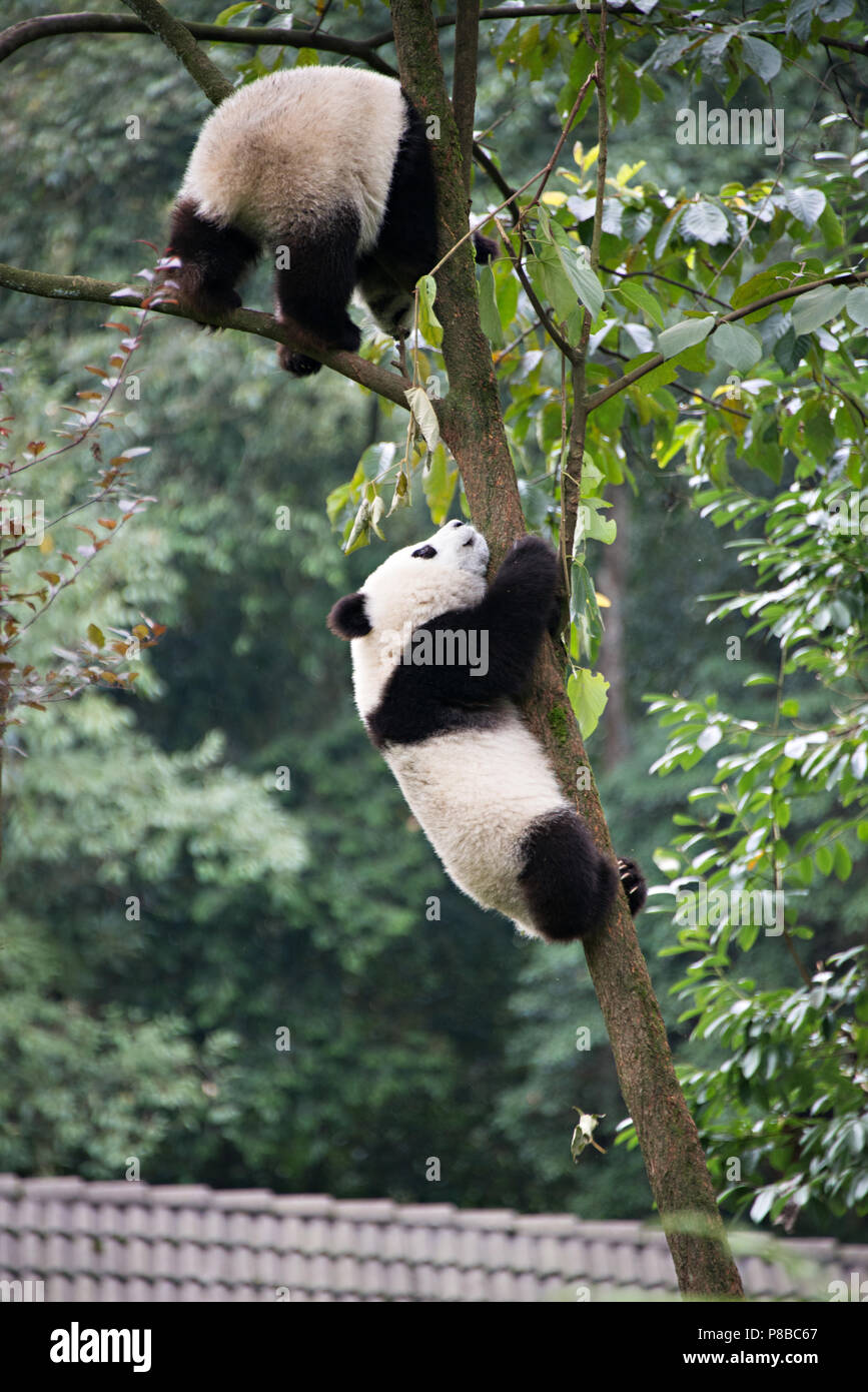 Giant Pandas climbing a tree at the Chengdu breeding centre, Chengdu ...