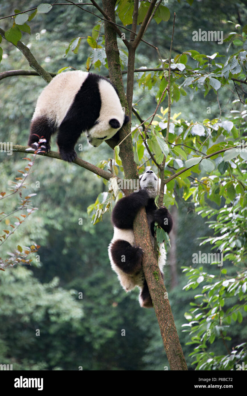 Giant Pandas climbing a tree at the Chengdu breeding centre, Chengdu ...