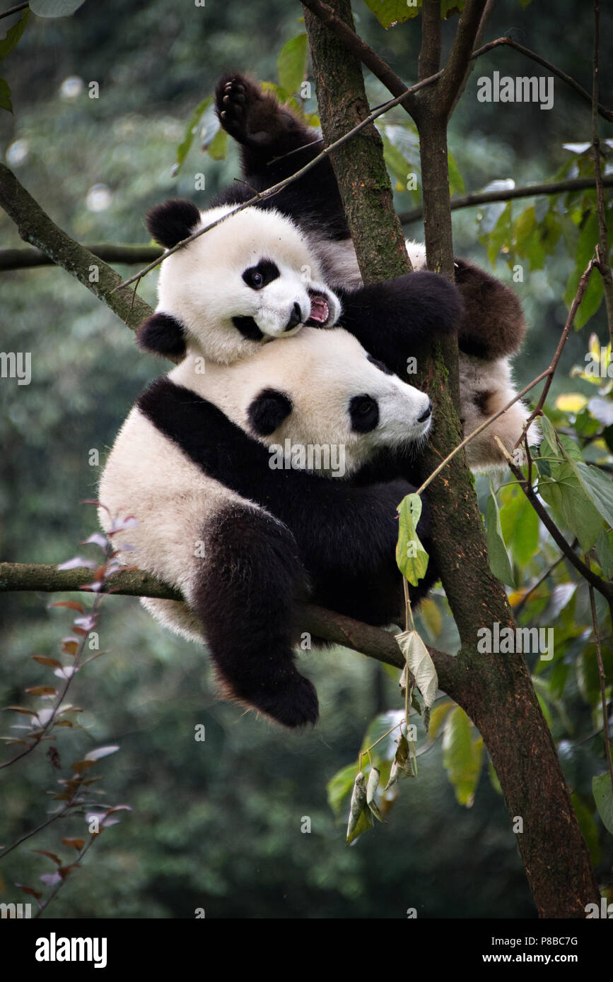 Giant Pandas Climbing High Resolution Stock Photography and Images - Alamy