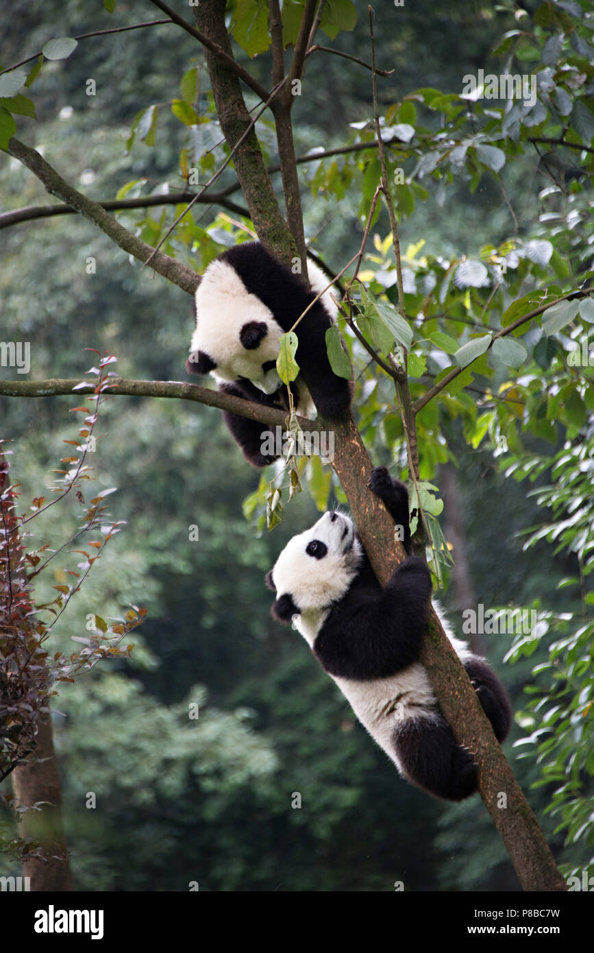 Giant Pandas Climbing High Resolution Stock Photography and Images - Alamy
