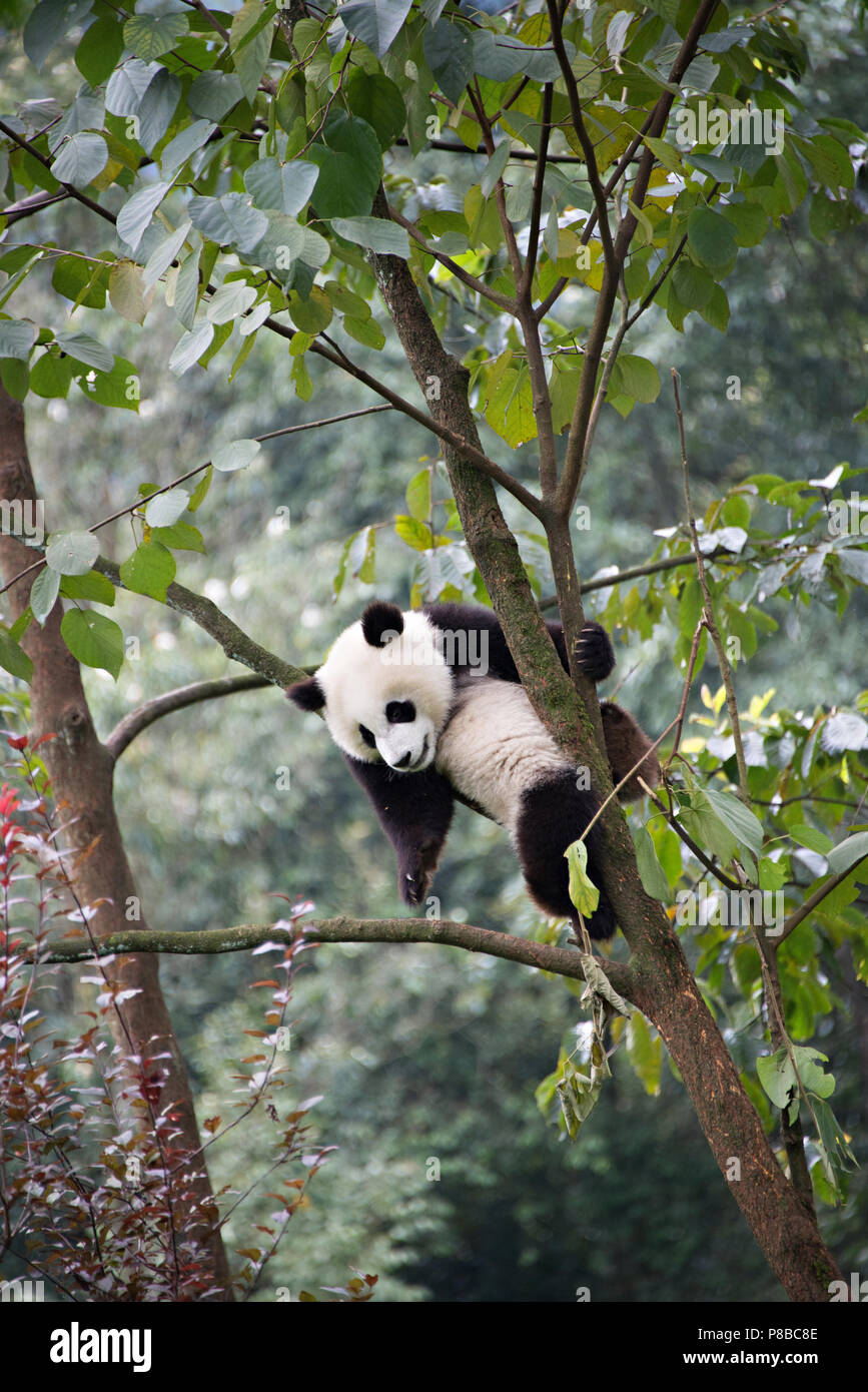 Giant Pandas climbing a tree at the Chengdu breeding centre, Chengdu ...