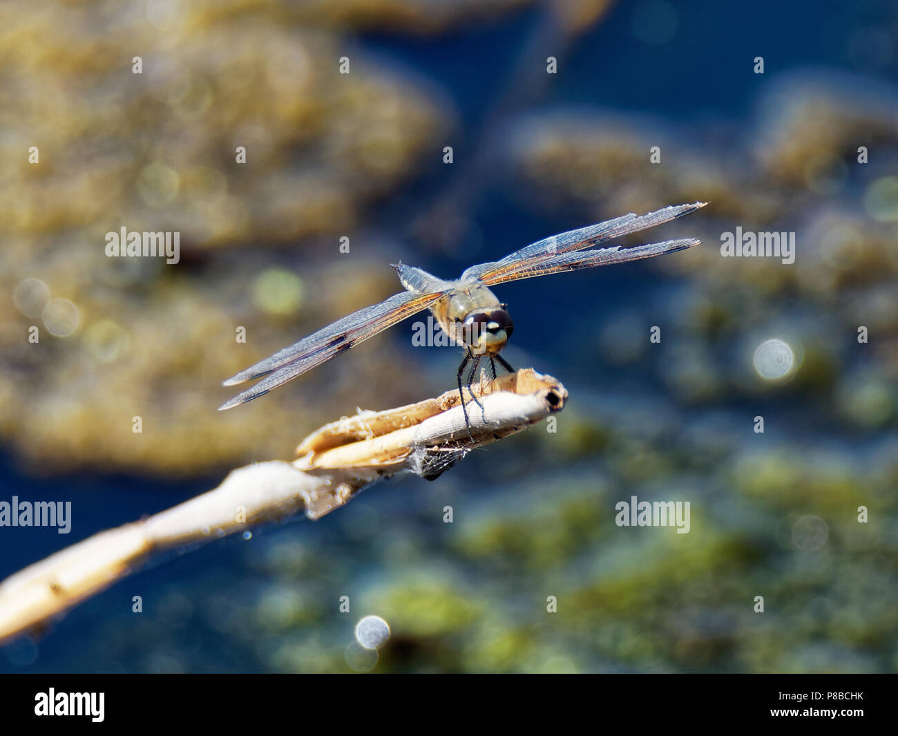 Broad-bodied Chaser dragonfly Stock Photo - Alamy