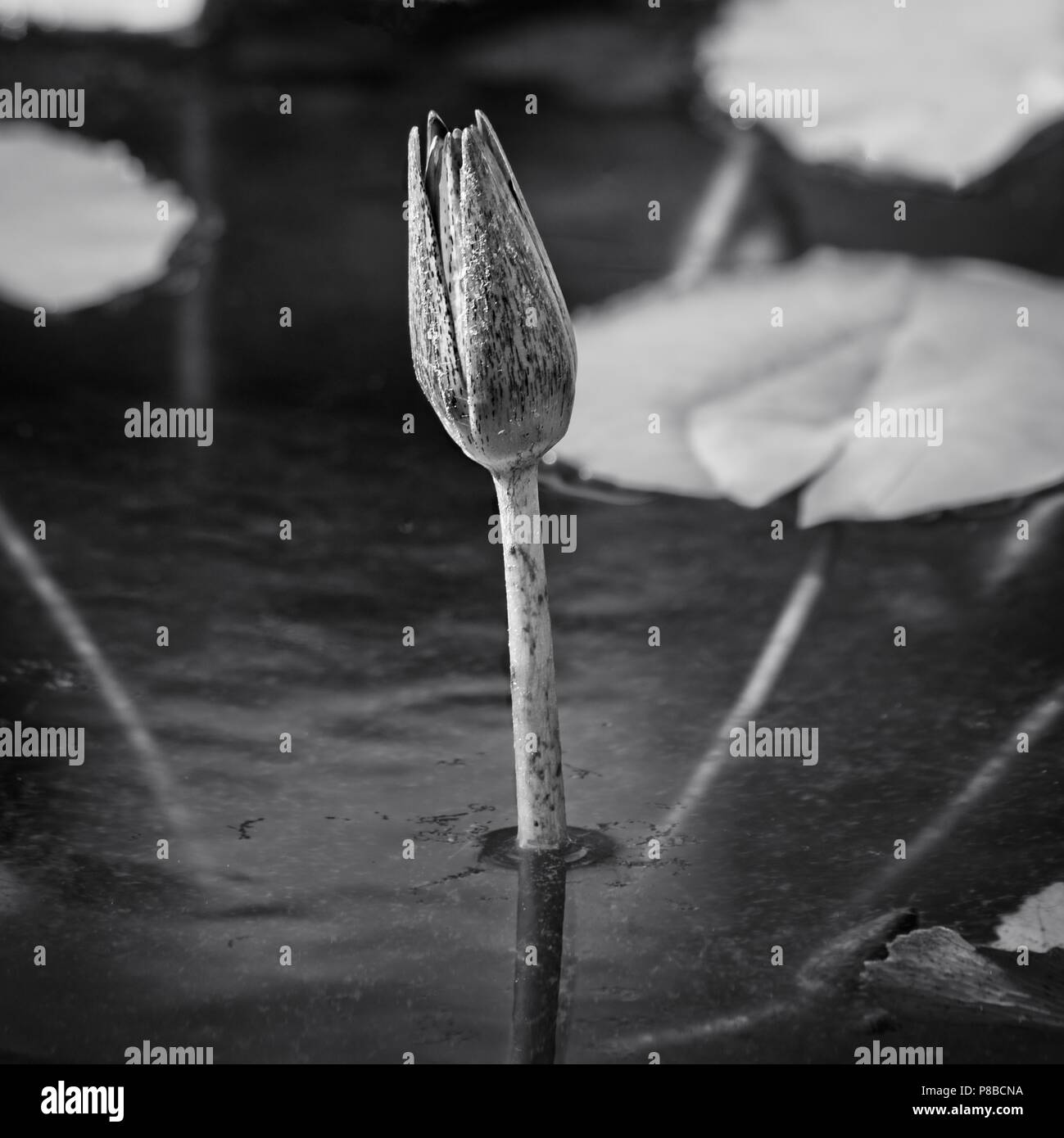 Closed lotus flower hi-res stock photography and images - Alamy