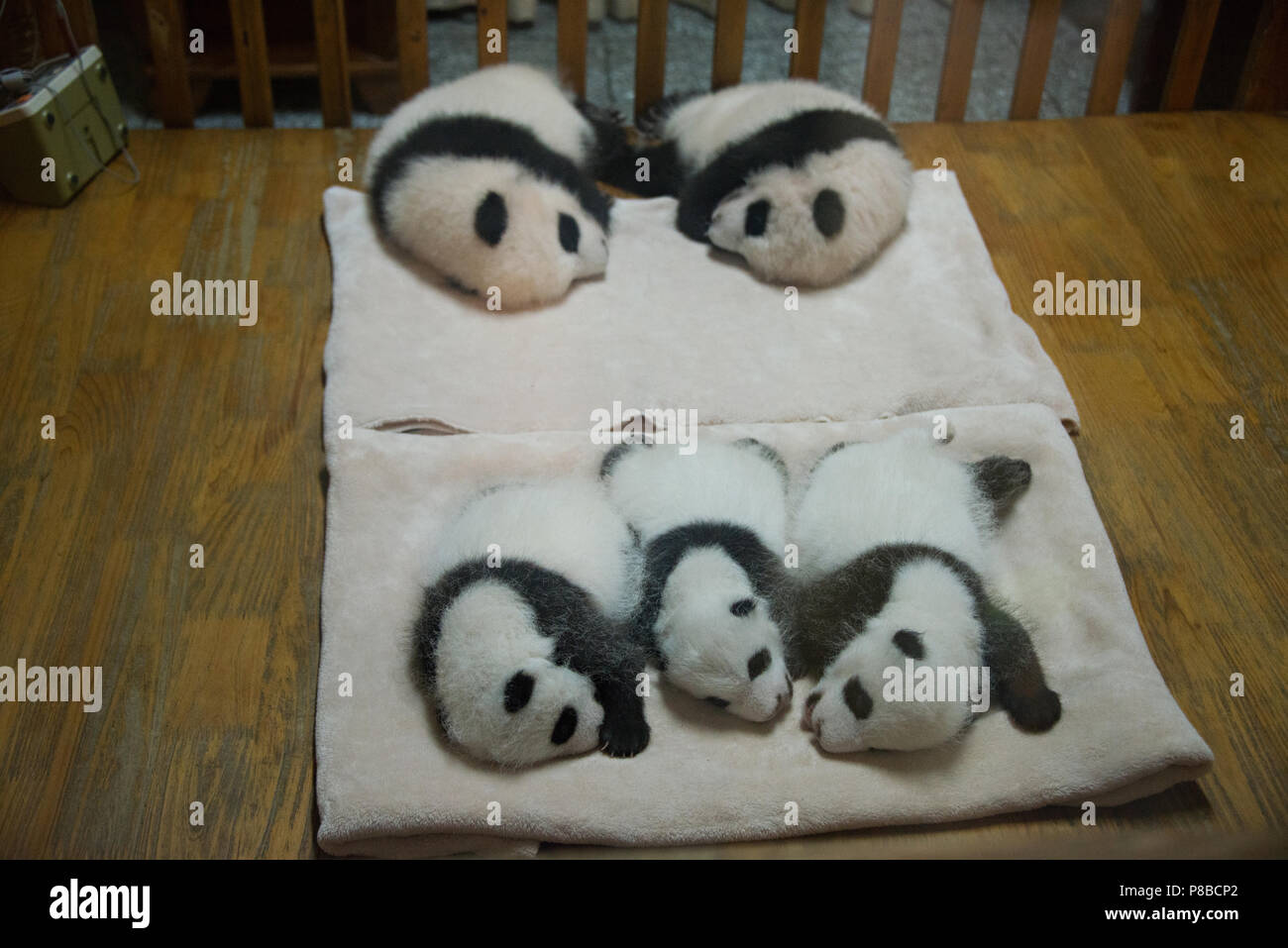 Panda hospital hi-res stock photography and images - Alamy