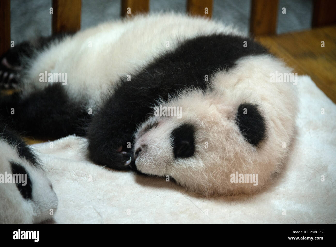 Baby Pandas Sleeping In Crib