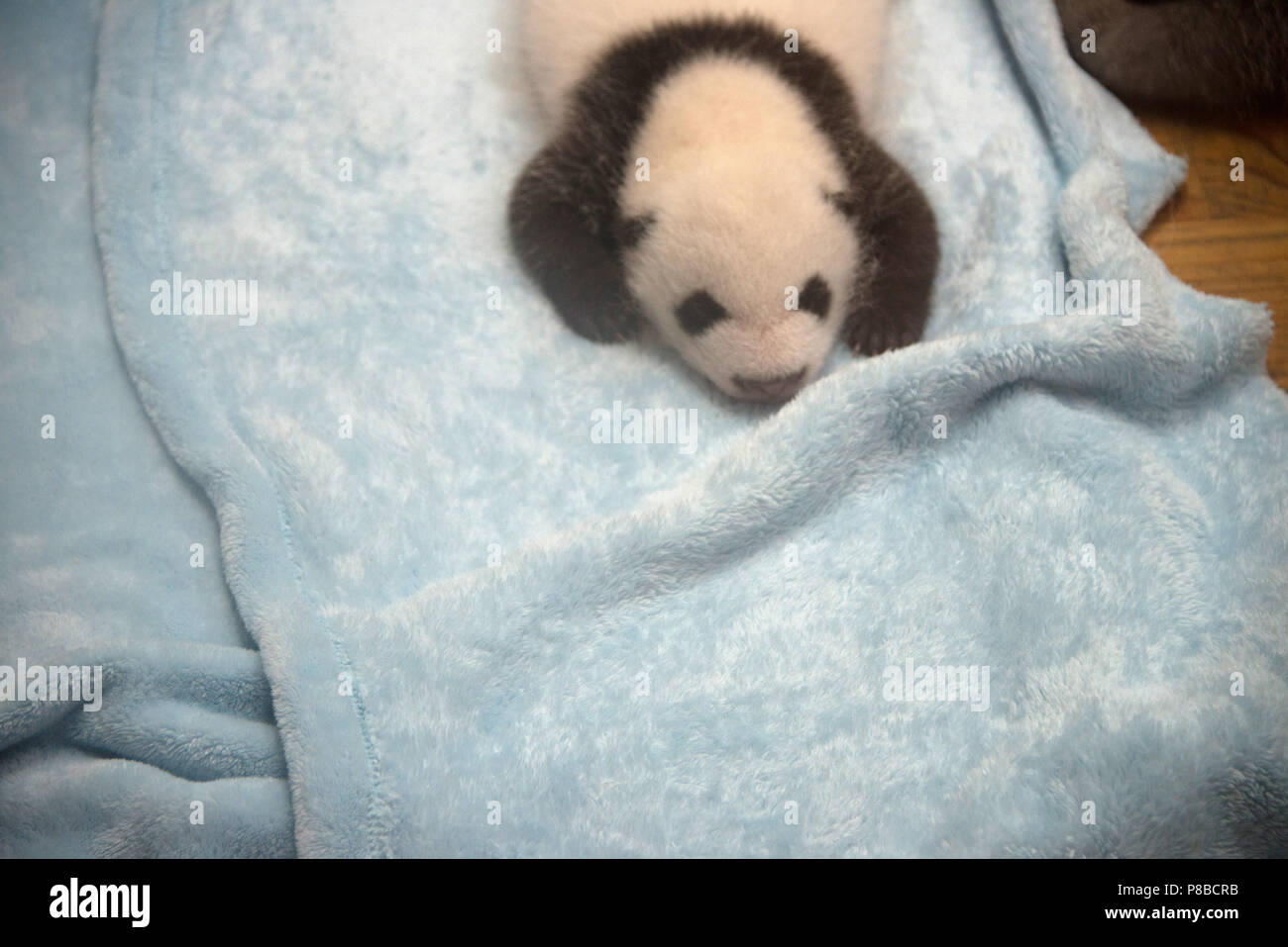 Panda breeding centre where pandas are given special care after birth ...