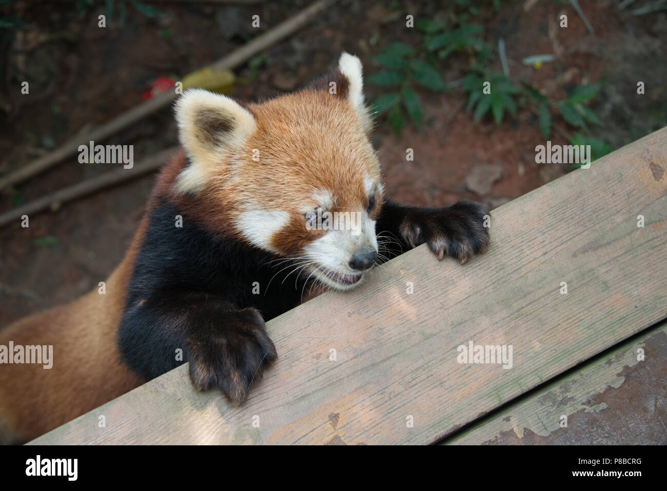 The red panda is very different in size and looks to the common giant ...