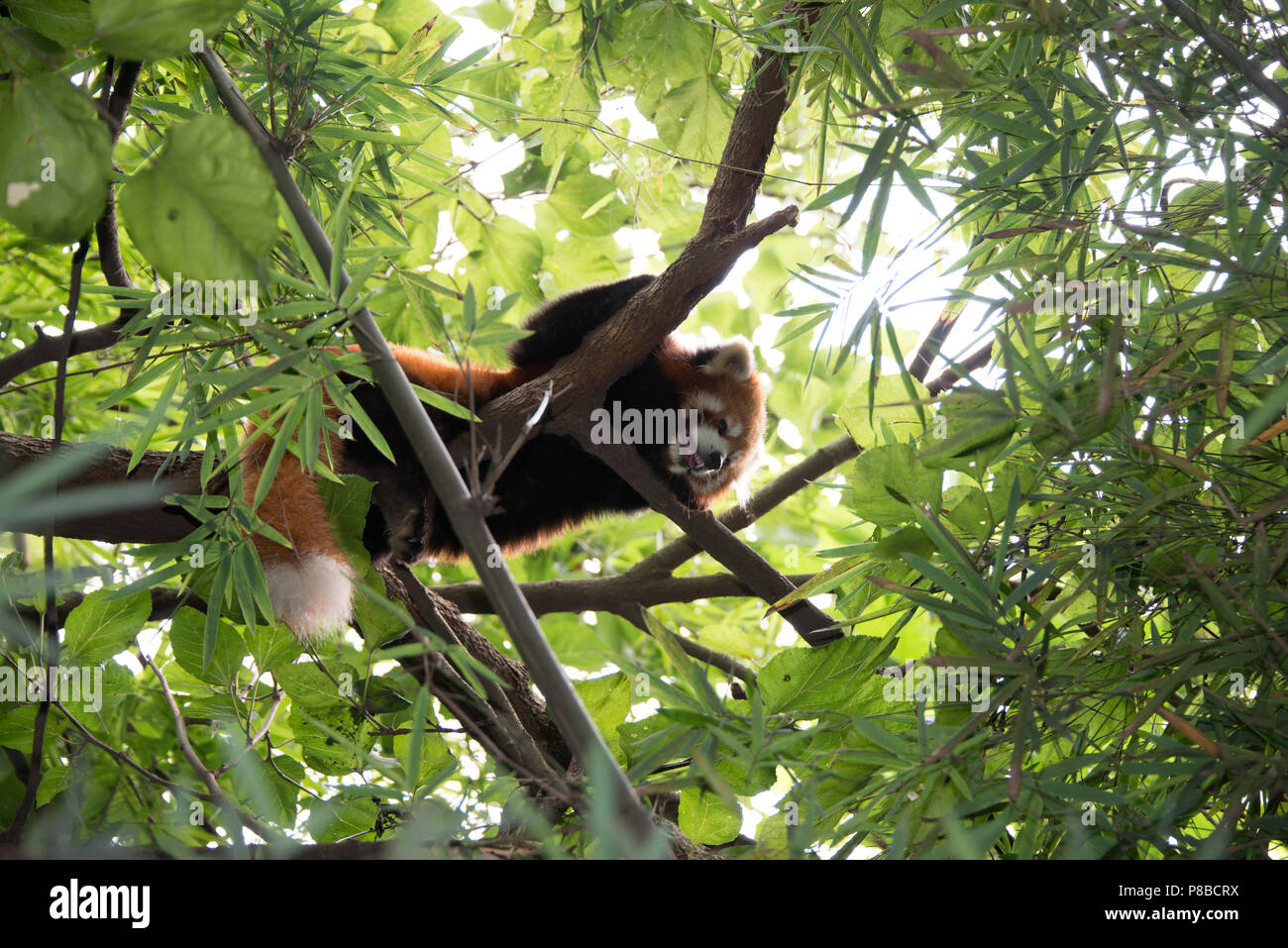 The red panda is very different in size and looks to the common giant ...