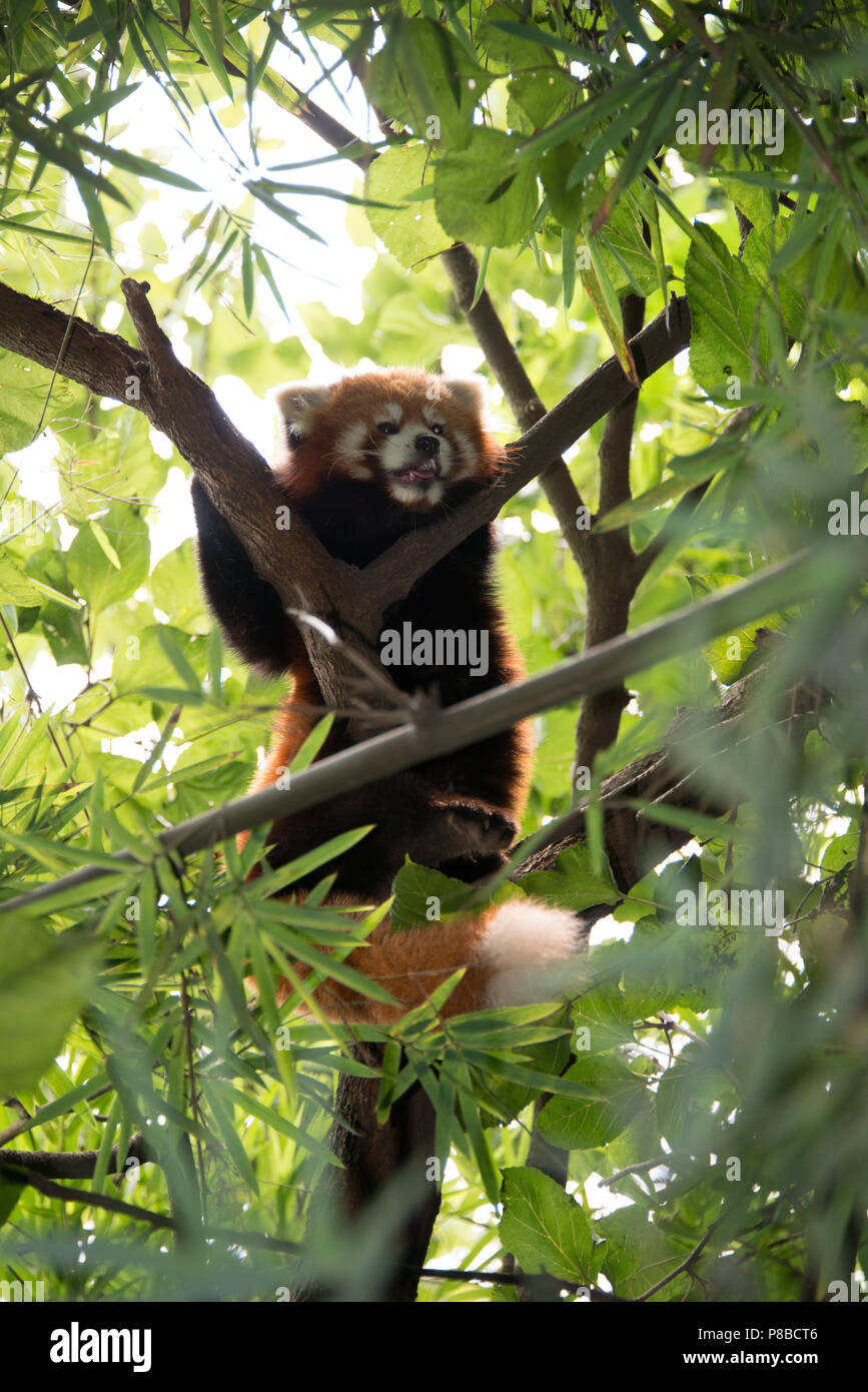 The red panda is very different in size and looks to the common giant ...