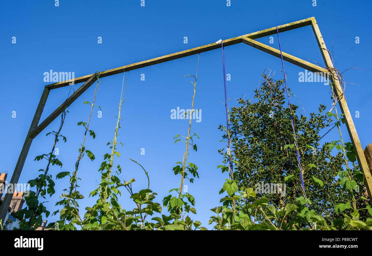 Crop frame hi-res stock photography and images - Alamy