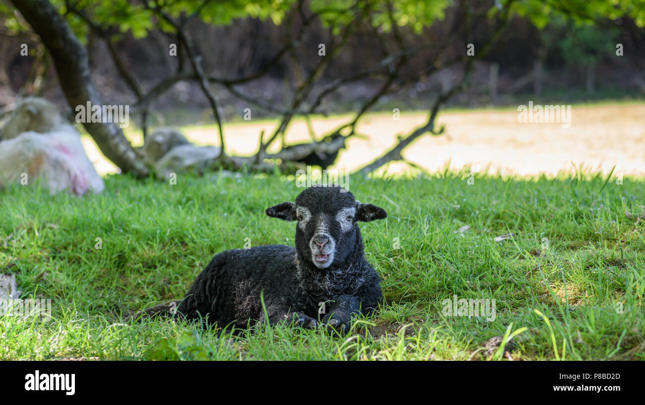 Swaledale sheep lamb hi-res stock photography and images - Alamy