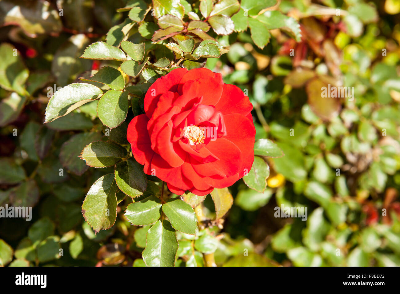 Rose flower under sun hi-res stock photography and images - Alamy