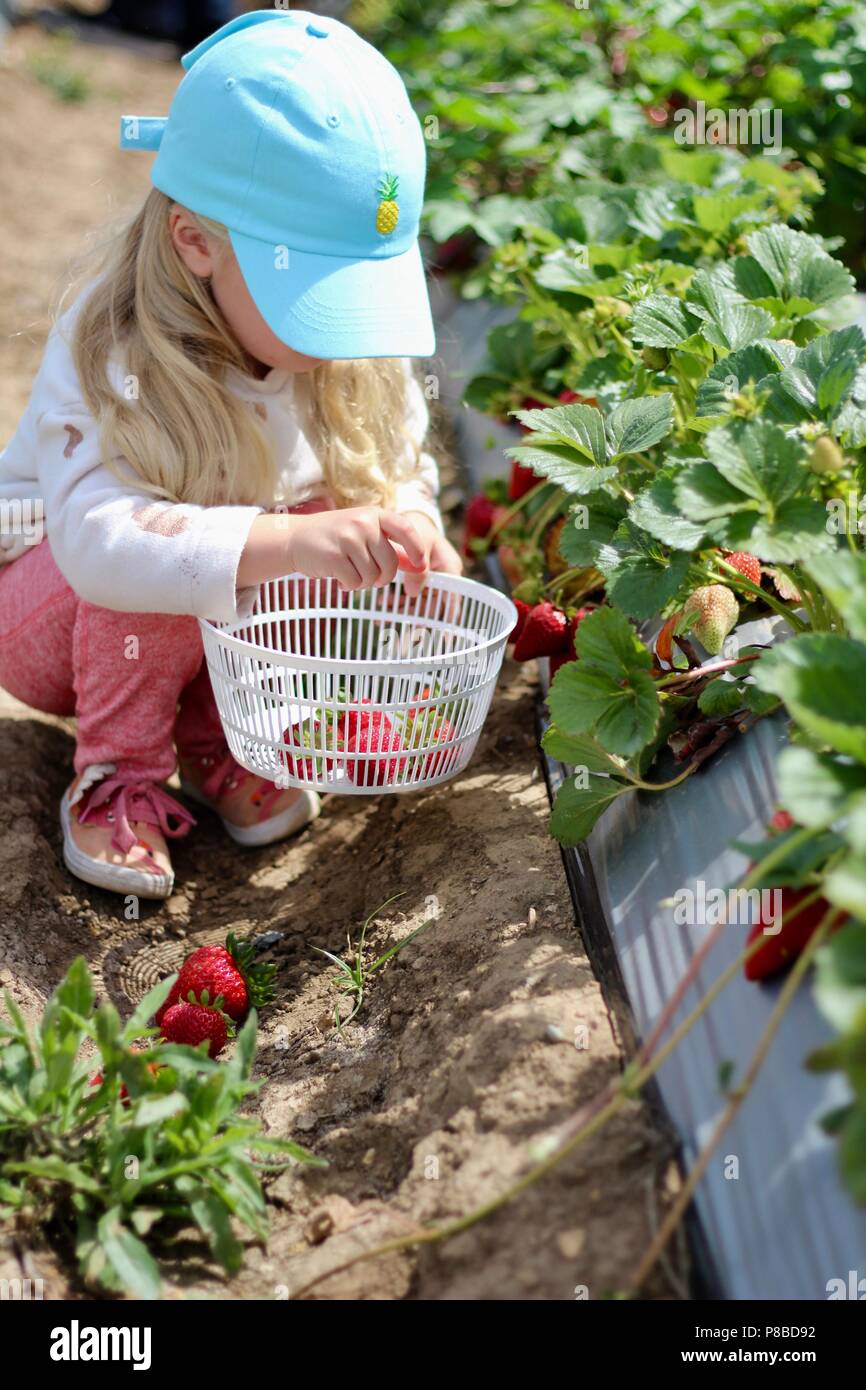 Girl picking strawberries Stock Photo - Alamy