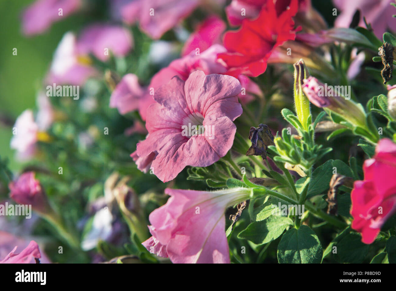 Beautiful Garden Flowers. Detail Stock Photo - Alamy
