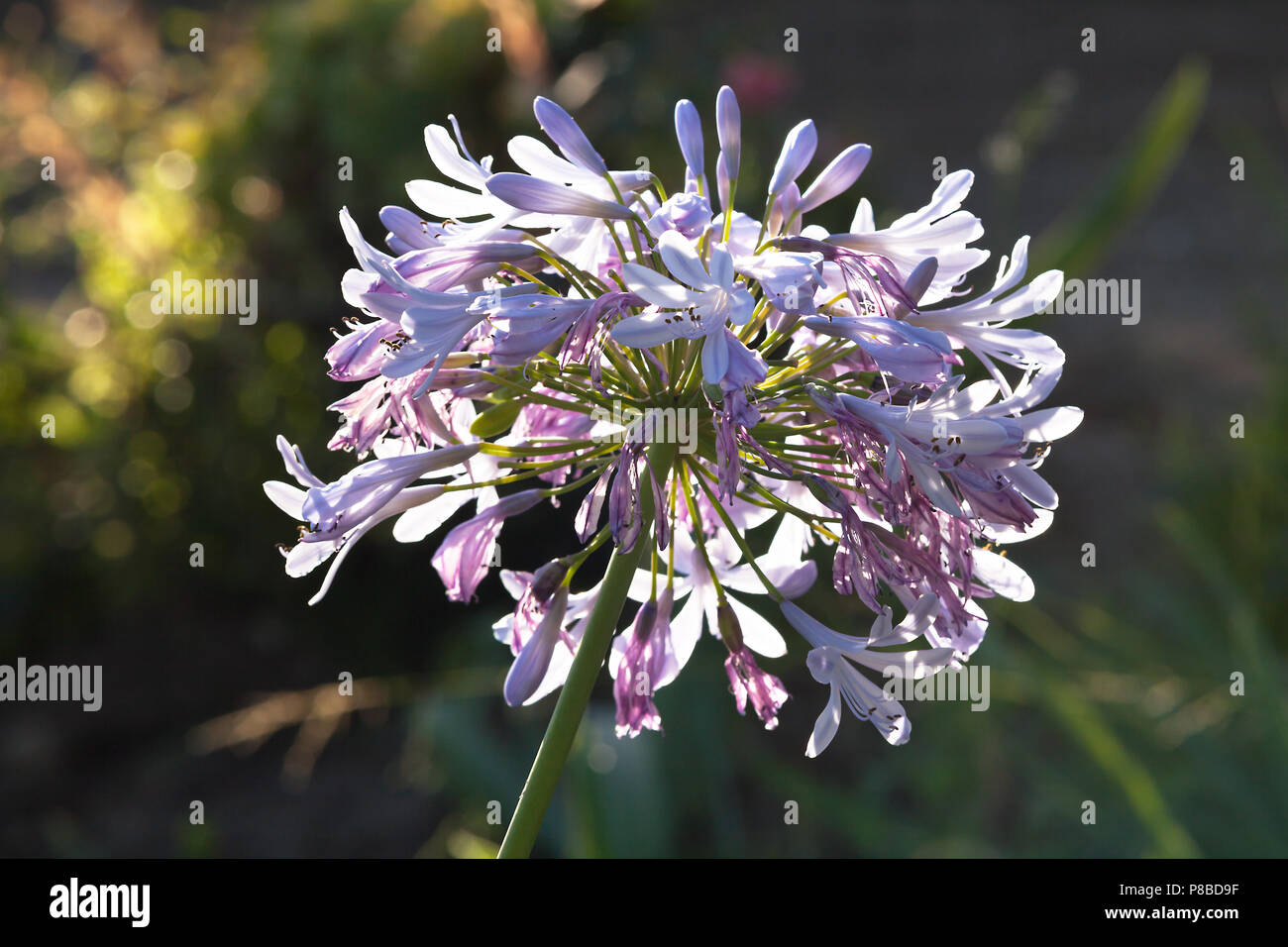 Beautiful garden flowers detail hi-res stock photography and images - Alamy