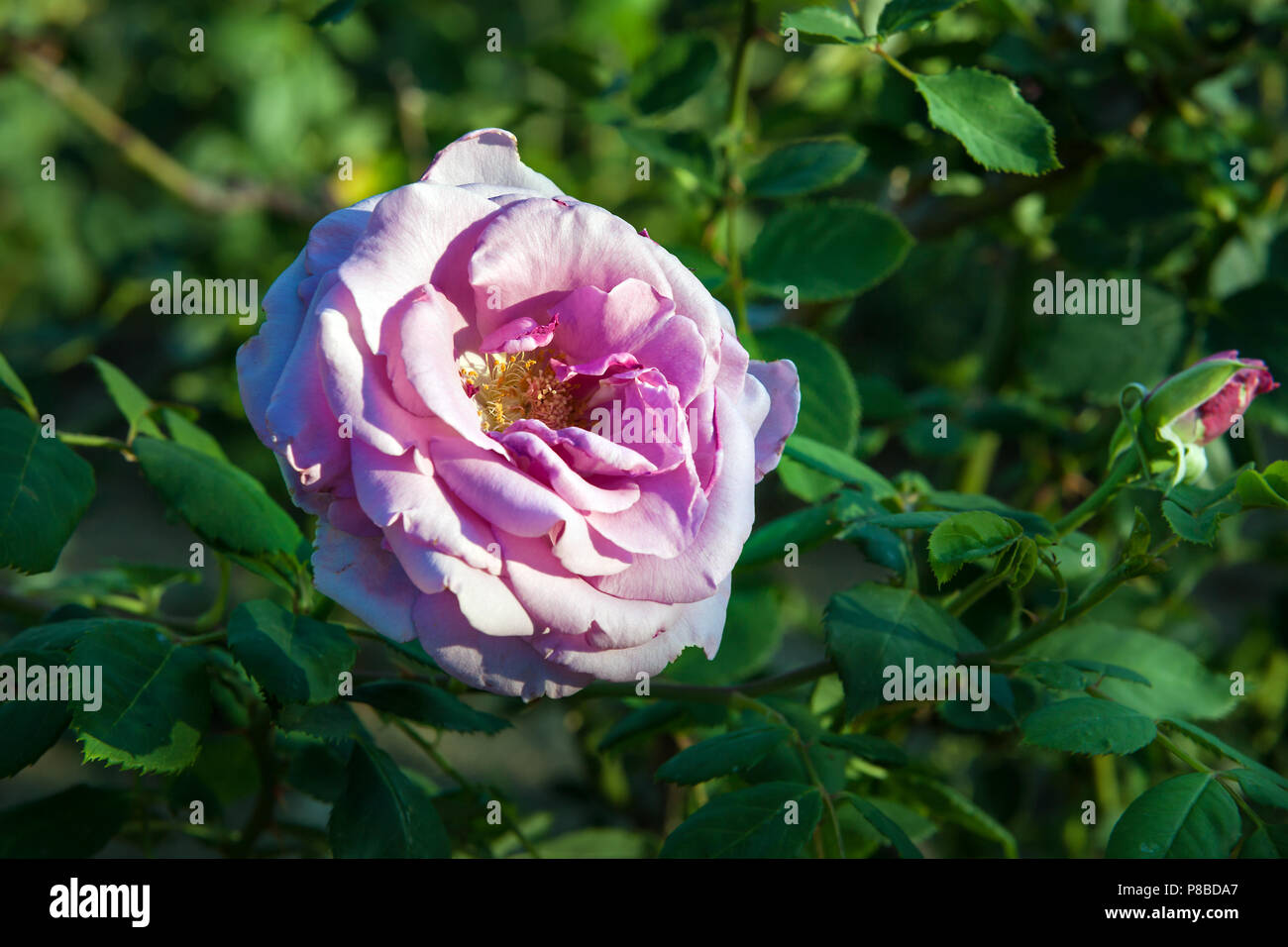 Rose flower under sun hi-res stock photography and images - Alamy