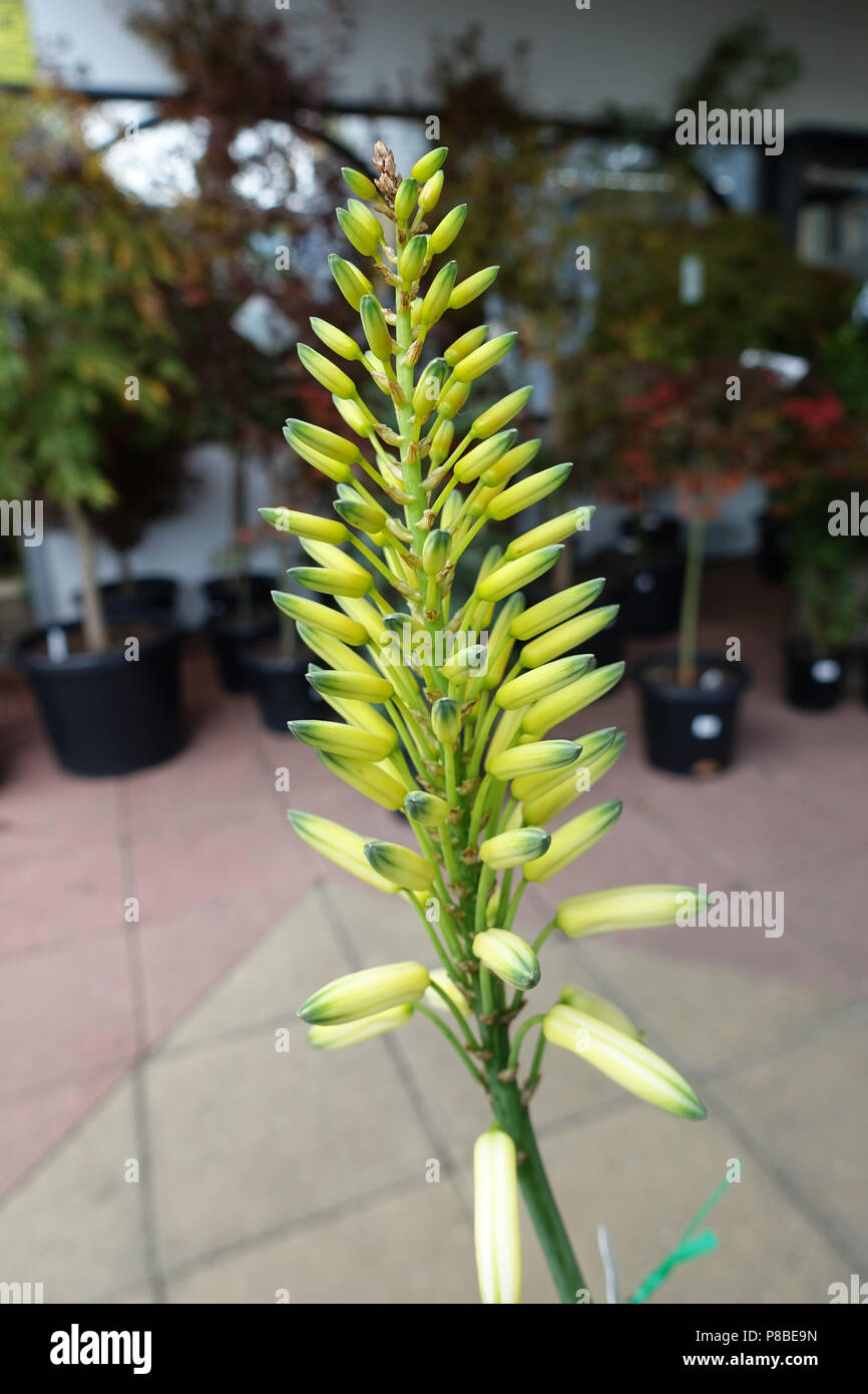 Aloe vera yellow flowers hi-res stock photography and images - Alamy